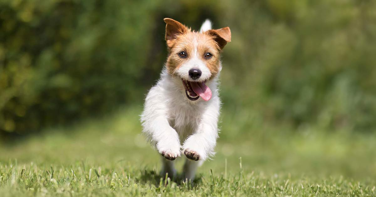 Rainier Animal Eye, LLC